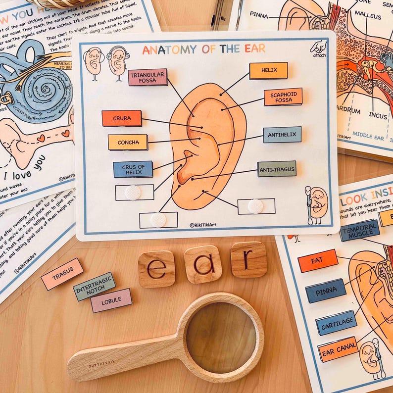 Human Ear Anatomy Bundle Preschool Worksheets Homeschool Human Body ...