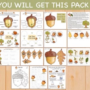 Oak Tree Unit Study Bundle Charlotte Mason Nature Study Anatomy of an ...