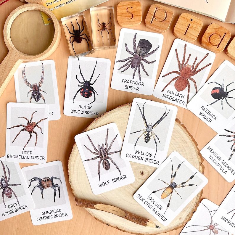Spider Flash Cards Montessori Printable Homeschool Resources ...