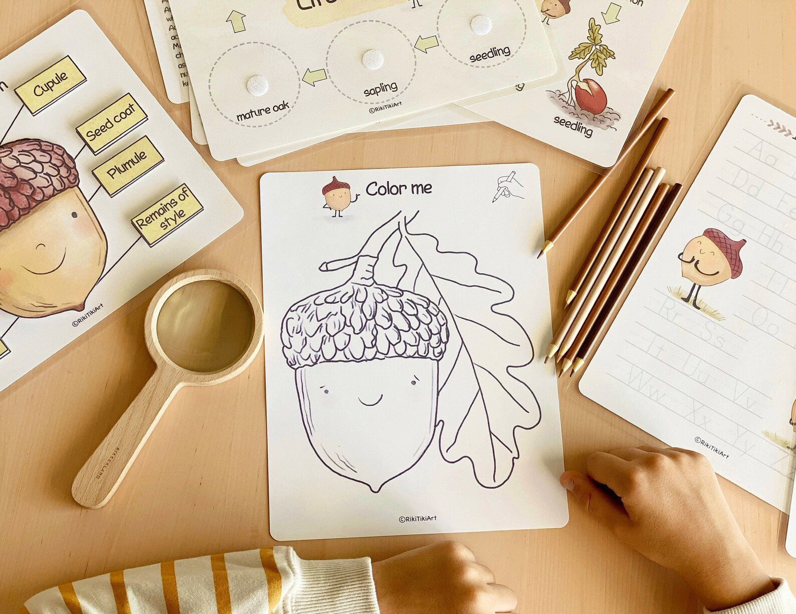 Oak Tree Unit Study Bundle Charlotte Mason Nature Study - Etsy