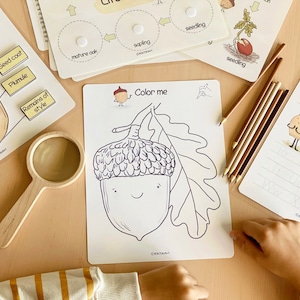 Oak Tree Unit Study Bundle Charlotte Mason Nature Study Anatomy of an ...