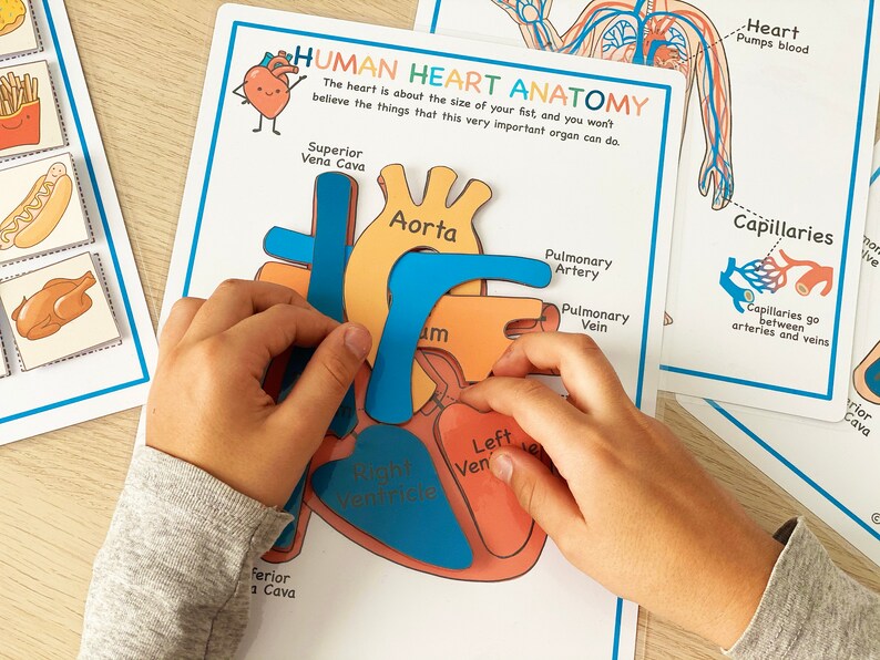 Human Anatomy Study Bundle Anatomical Heart Homeschool | Etsy