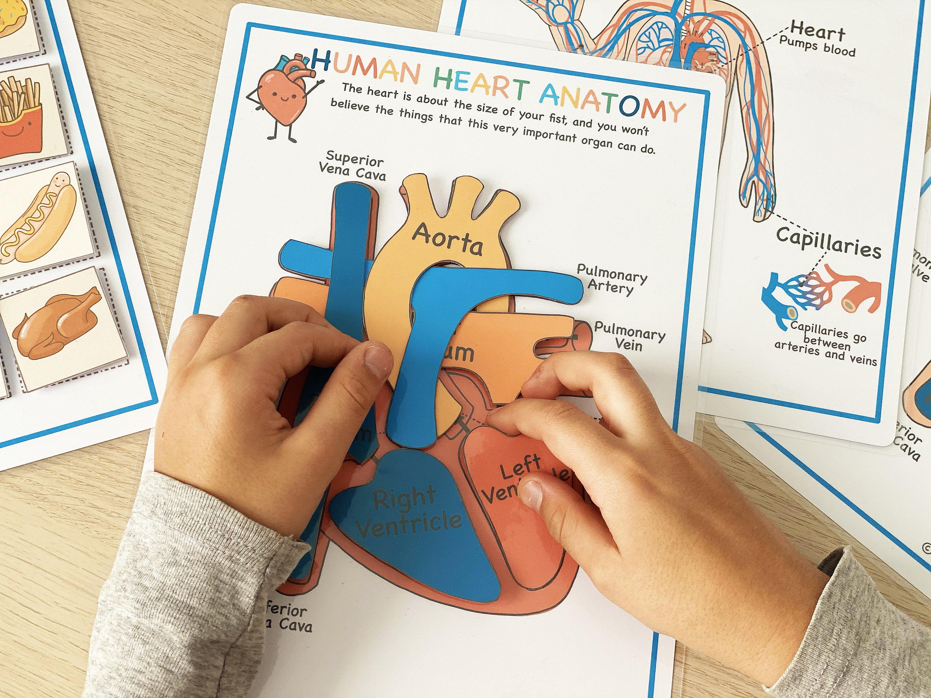 Human Anatomy Study Bundle Anatomical Heart Homeschool - Etsy Canada