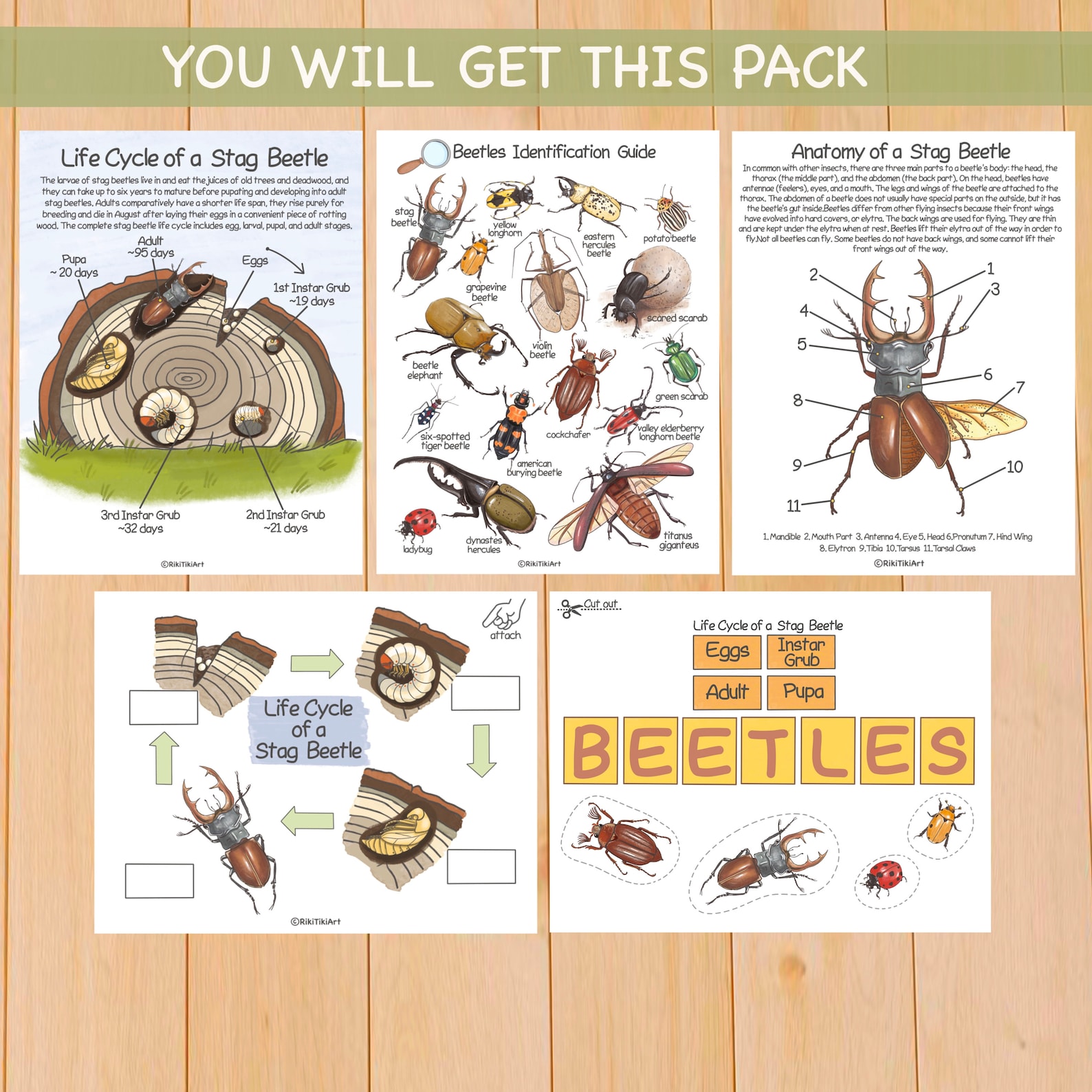 Beetles Unit Study Homeschool Learning Bundle Charlotte Mason - Etsy