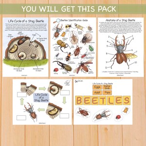 Beetles Unit Study Homeschool Learning Bundle Charlotte Mason Printable ...