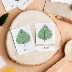 Leaves Flash Cards Leaf Identification Montessori Education Homeschool ...