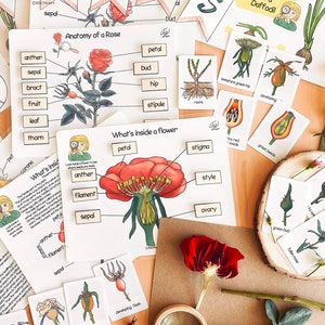 Flowers Unit Study Charlotte Mason Spring Printables Life Cycle of a ...