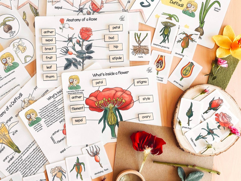 Flowers Unit Study Charlotte Mason Spring Printables Life Cycle of a ...