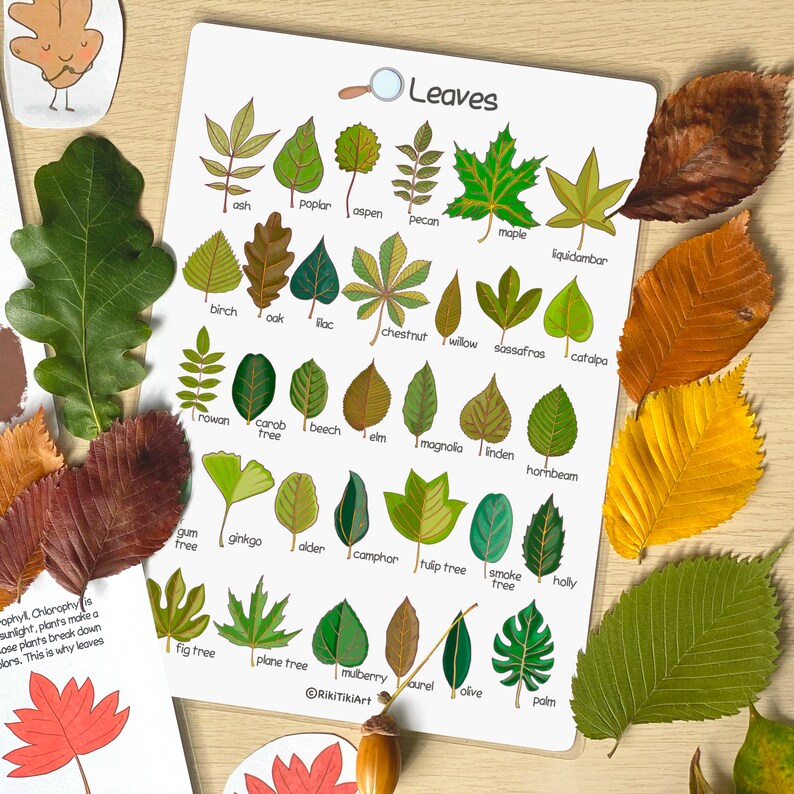 Leaves Unit Study Bundle Anatomy of a Leaf Charlotte Mason - Etsy