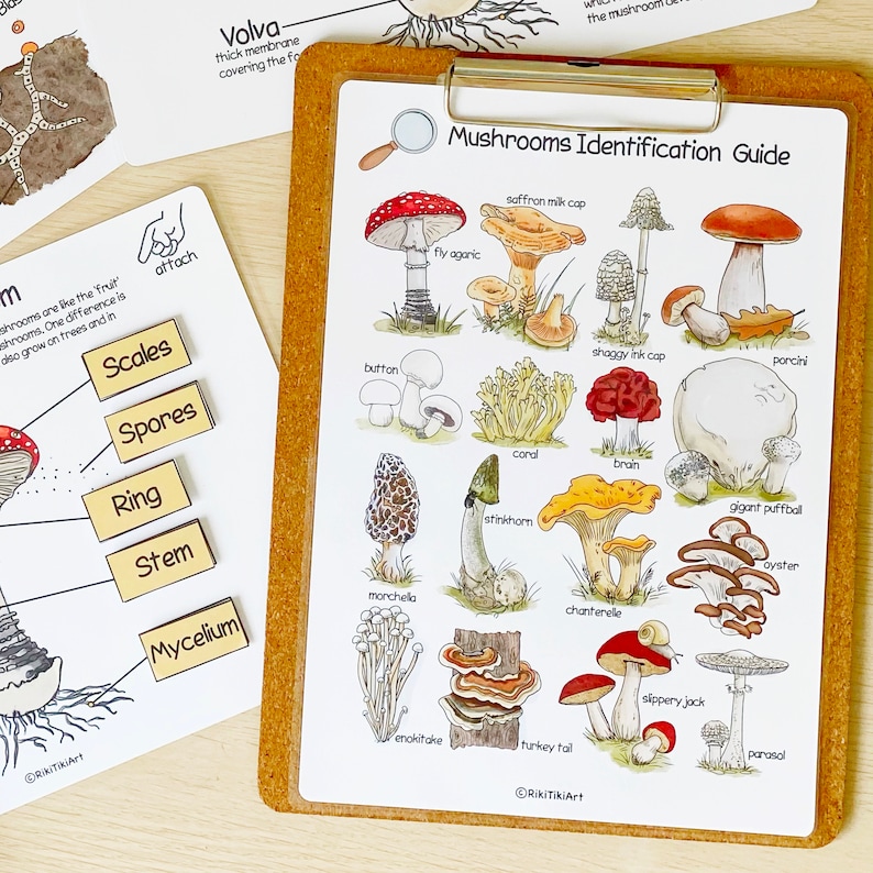 Mushrooms Unit Study Bundle Charlotte Mason Homeschool - Etsy