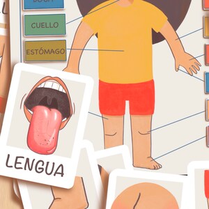 Spanish Body Parts Printable Montessori Materials, Human Anatomy ...