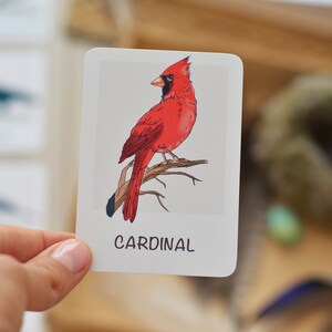 Toddler Flash Cards, Backyard Birds Printable Flashcards, Homeschool ...