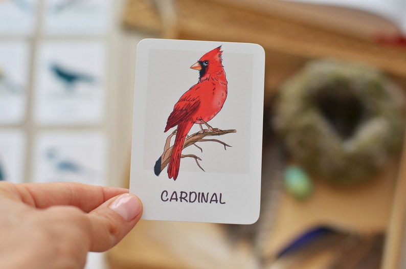 Toddler Flash Cards Backyard Birds Printable Flashcards - Etsy