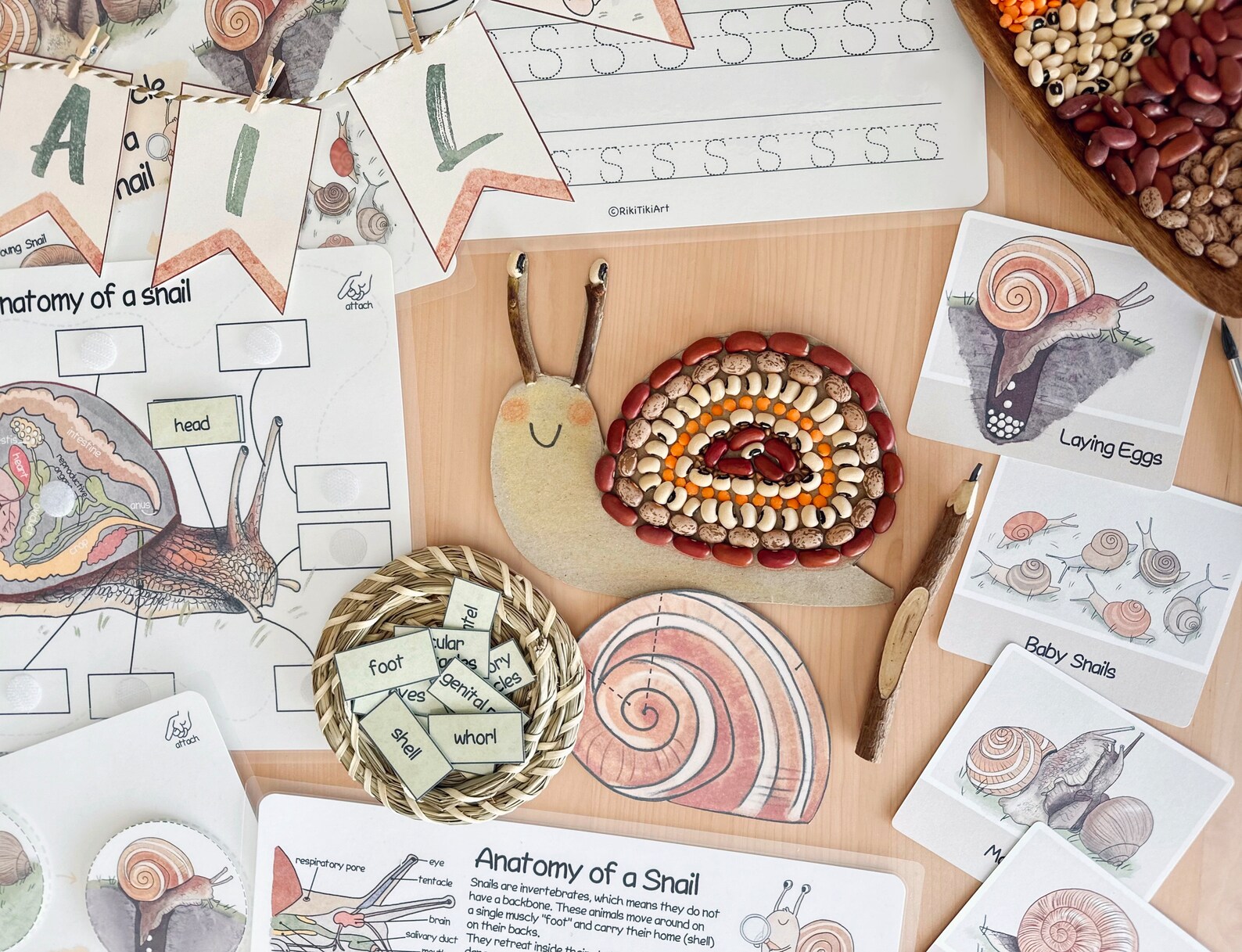 Snail Unit Study Charlotte Mason Spring Printable Worksheets Preschool ...