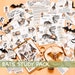 Ant Colony Nature Study Bundle Charlotte Mason Learning Materials Ant ...