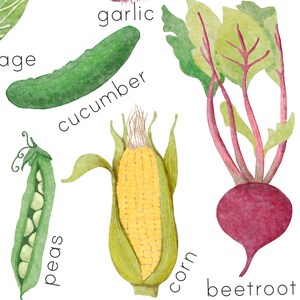 Watercolor Fruit and Vegetable Prints Classroom Educational Posters ...