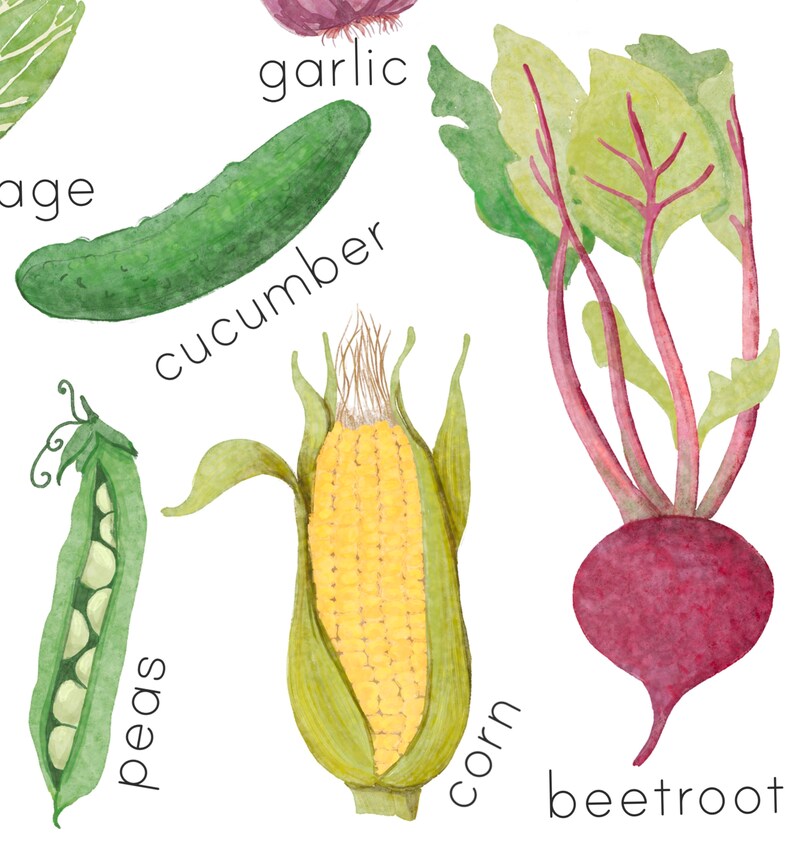 Watercolor Fruit and Vegetable Prints Classroom Educational Posters ...