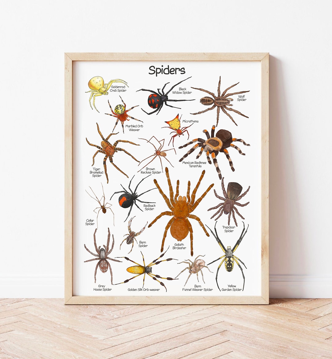 Spider Poster Educational Classroom Decor Halloween Spider Wall Art ...