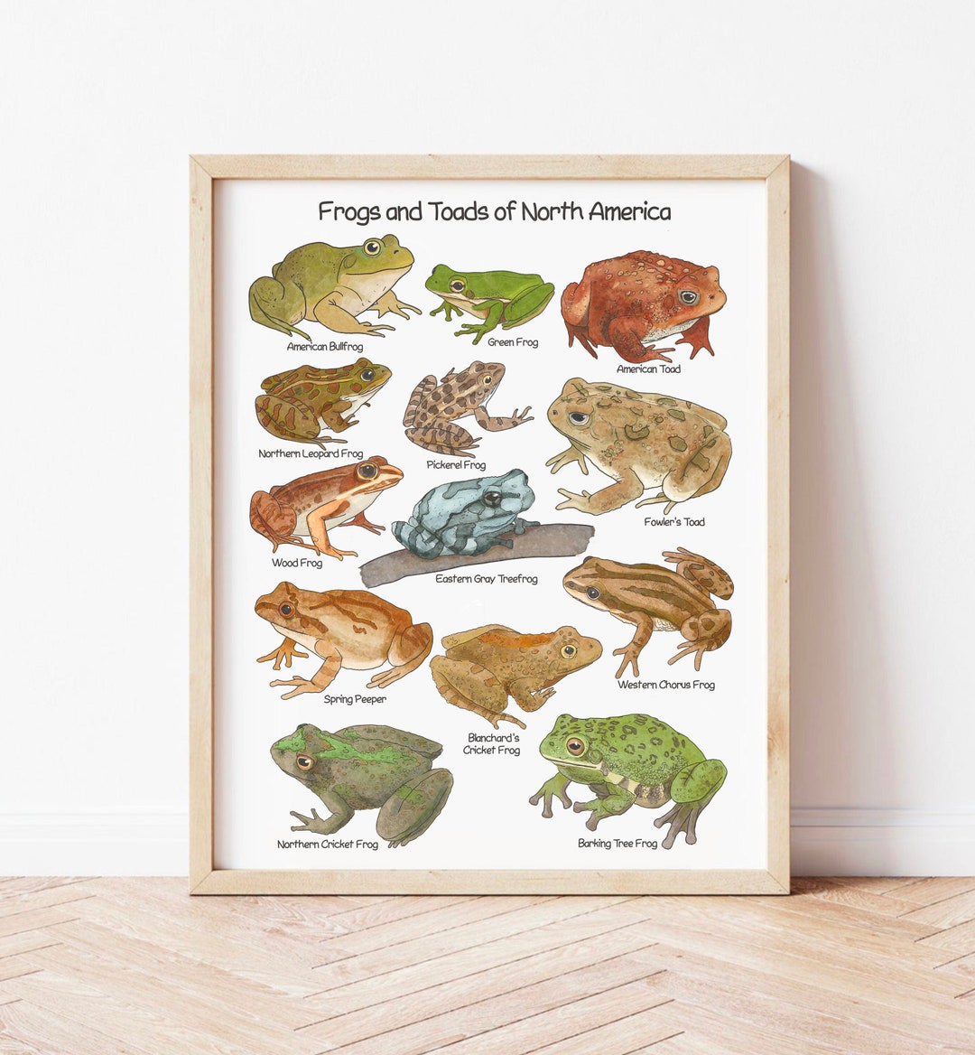 Frogs and Toads of North America Educational Poster Charlotte Mason ...