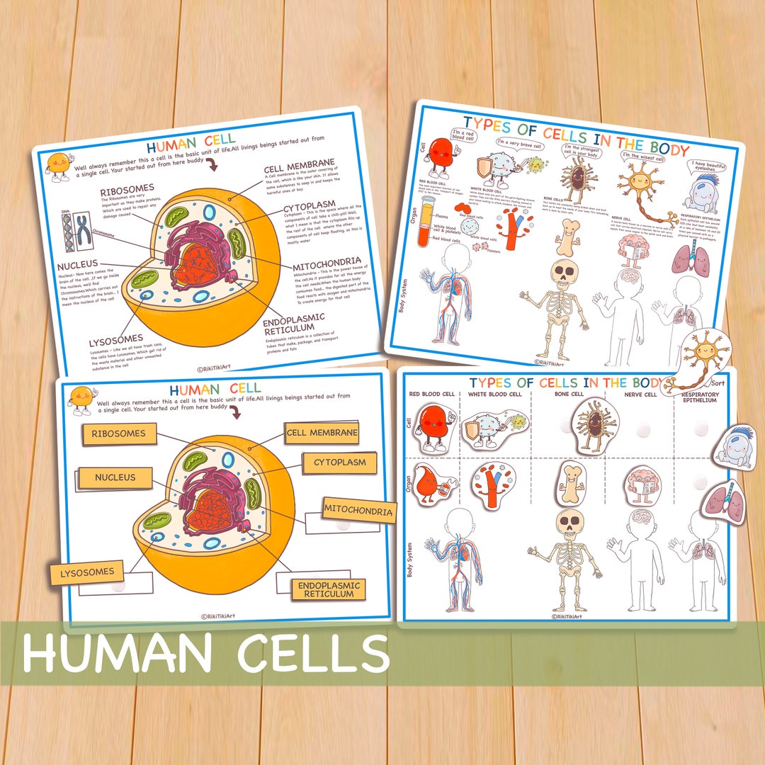 Hyman Body Cell Preschool Activities, Printable Homeschool Anatomy ...