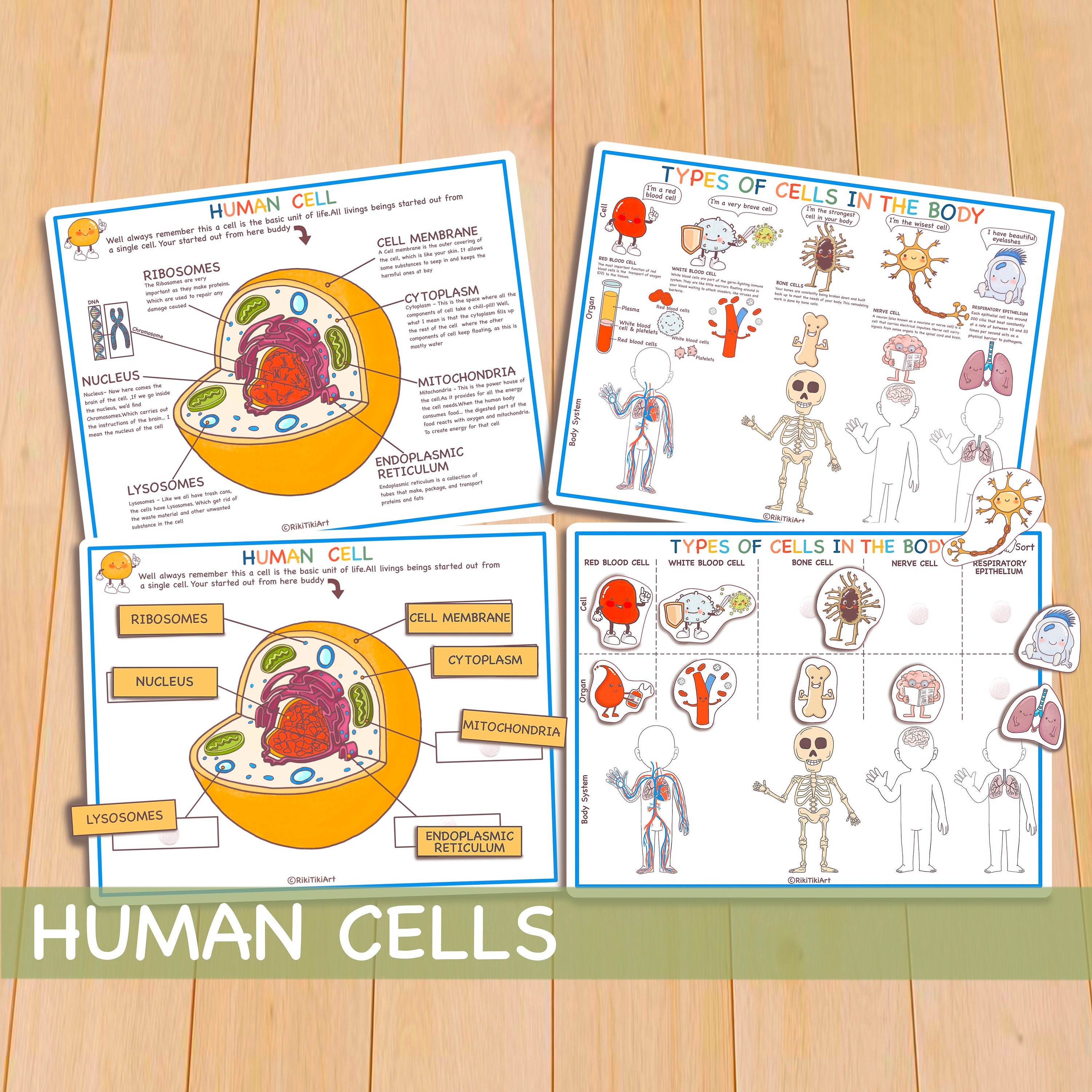 Human Body Cells For Kids