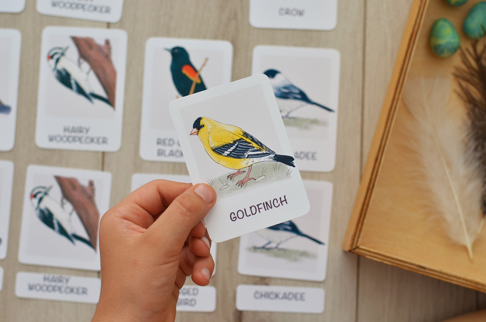 Toddler Flash Cards Backyard Birds Printable Flashcards | Etsy