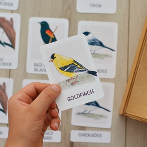 Toddler Flash Cards, Backyard Birds Printable Flashcards, Homeschool ...