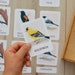 Toddler Flash Cards, Backyard Birds Printable Flashcards, Homeschool ...