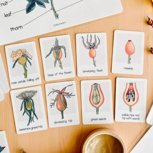 Flowers Unit Study Charlotte Mason Spring Printables Life Cycle of a ...