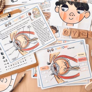 Human Eye Anatomy Bundle for Kids Human Body Parts, Human Anatomy ...