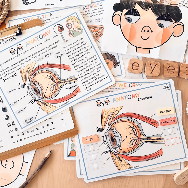 Human Eye Anatomy Bundle for Kids Human Body Parts, Human Anatomy ...