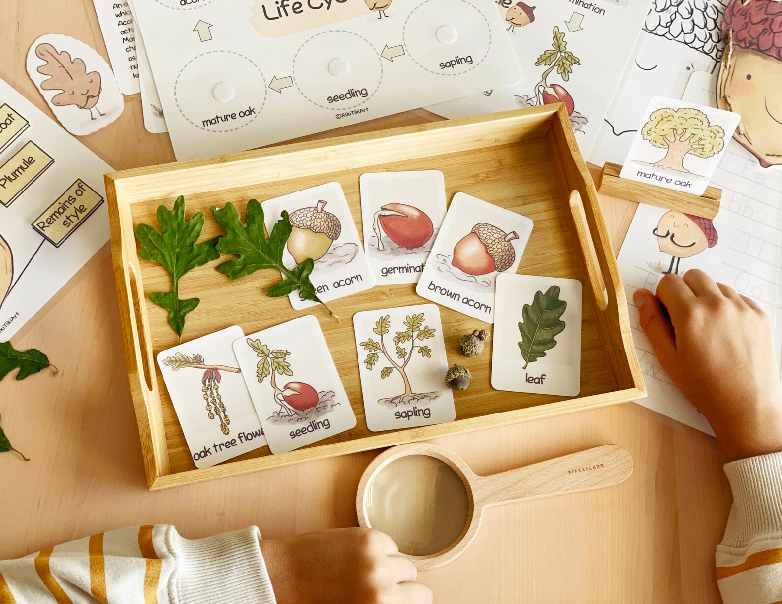 Oak Tree Unit Study Bundle Charlotte Mason Nature Study - Etsy