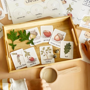 Oak Tree Unit Study Bundle Charlotte Mason Nature Study Anatomy of an ...