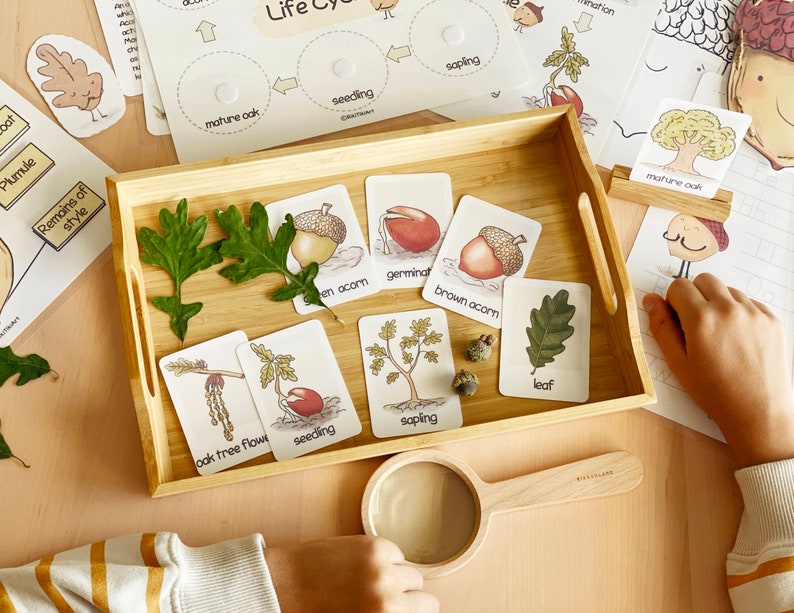 Oak Tree Unit Study Bundle Charlotte Mason Nature Study - Etsy