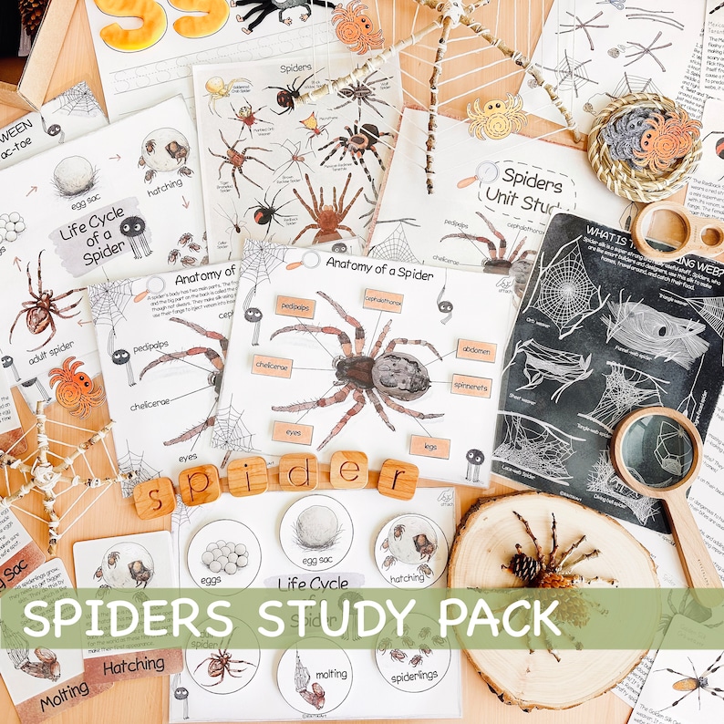Spider Unit Study Homeschool Fall Activities Spider Life Cycle ...