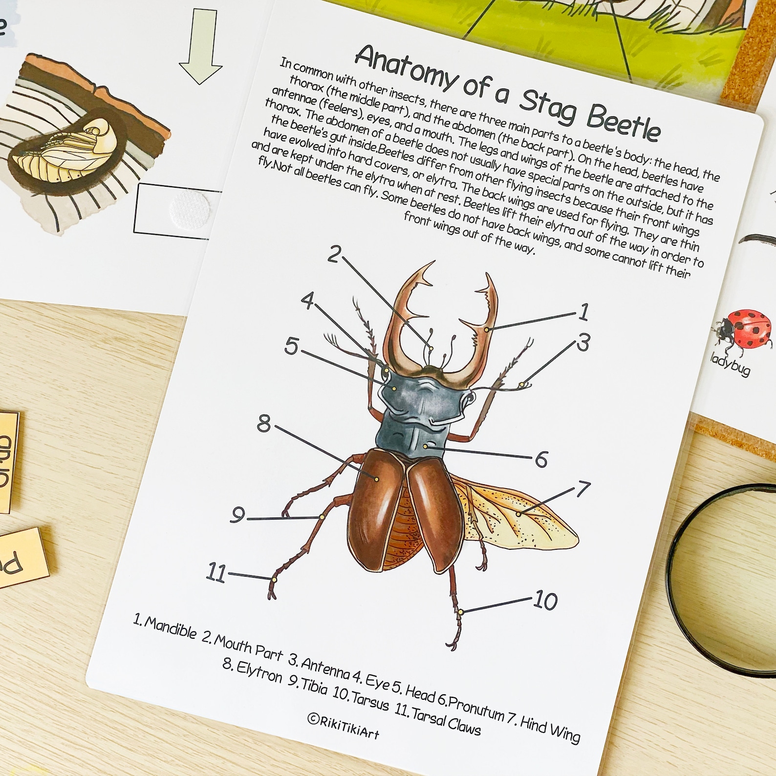 Beetles Unit Study Homeschool Learning Bundle Charlotte Mason Printable ...