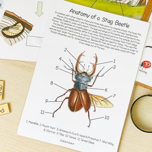 Beetles Unit Study Homeschool Learning Bundle Charlotte Mason Printable ...