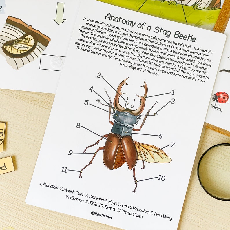 Beetles Unit Study Homeschool Learning Bundle Charlotte Mason - Etsy