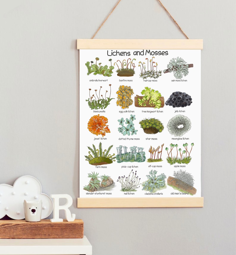 Lichens & Mosses Digital Print Nature Educational Posters Charlotte ...