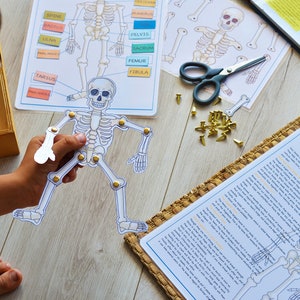 Human Skeleton Busy Book Page, Printable Montessori Materials ...