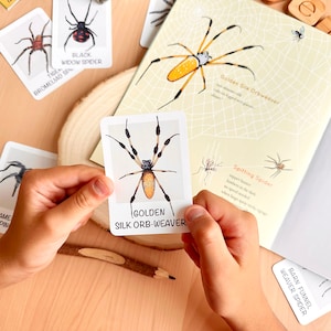 Spiders Flash Cards Montessori Printable Homeschool Resources ...
