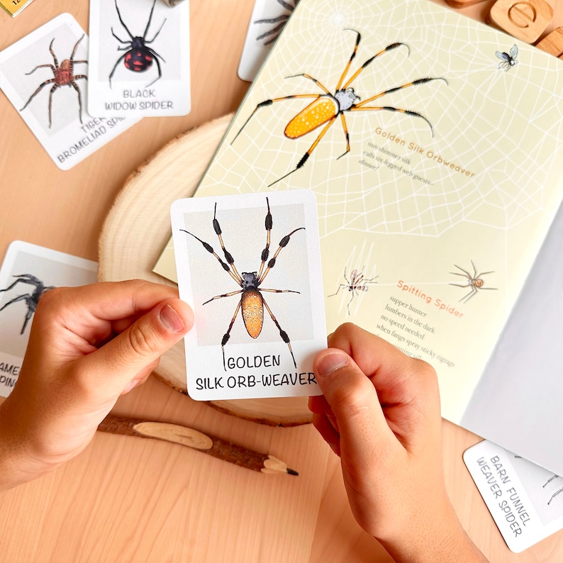 Spider Flash Cards Montessori Printable Homeschool Resources ...