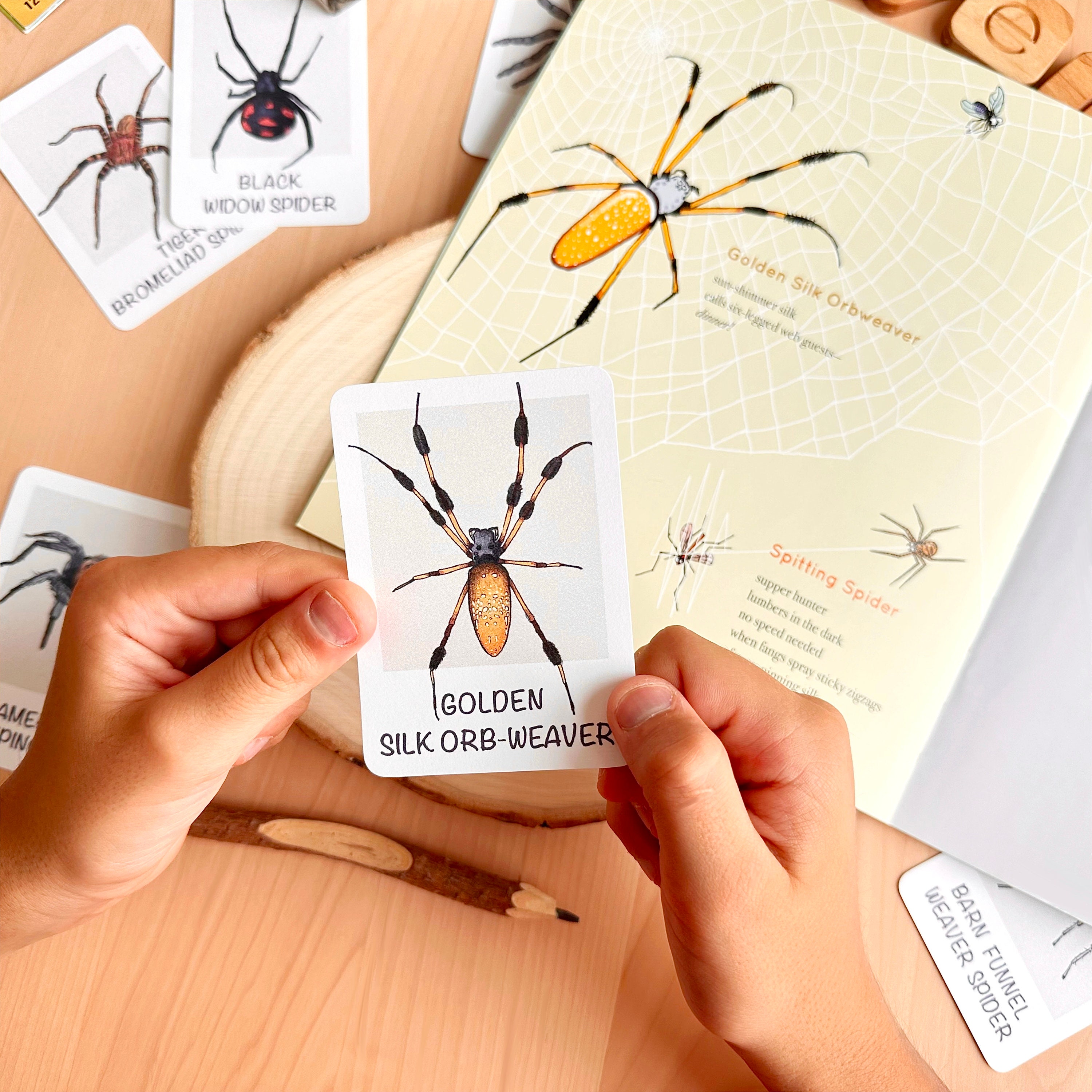 Spider Flash Cards Montessori Printable Homeschool Resources ...