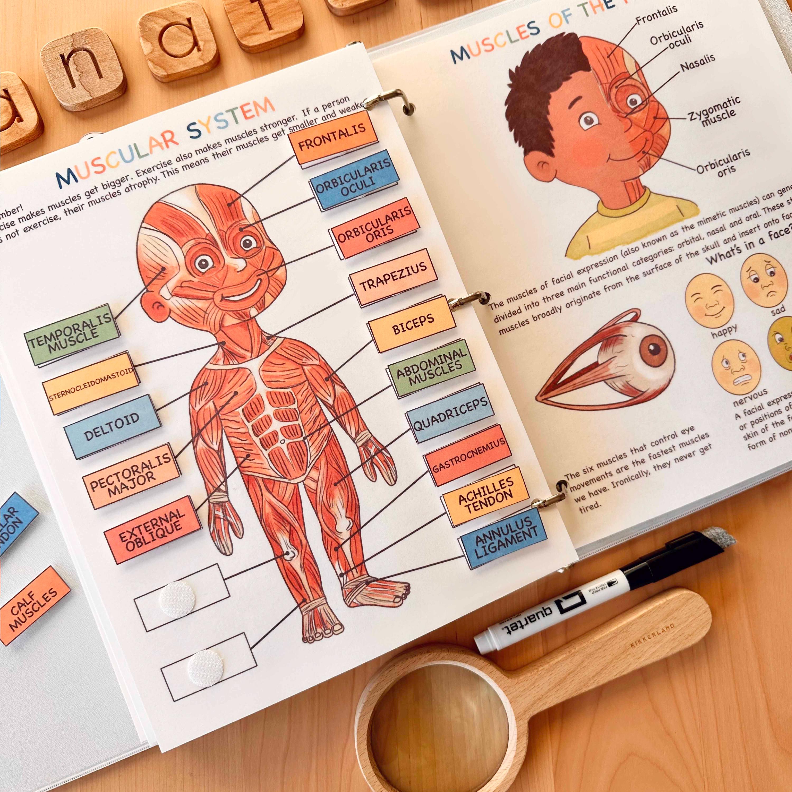 Human Anatomy Busy Book Printable: Montessori Learning Activity (PDF ...