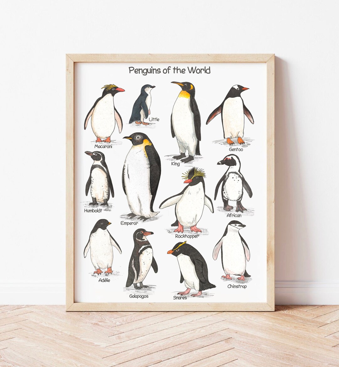 Penguins of the World Educational Poster Penguin Wall Art Animal ...