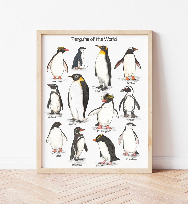 Penguins of the World Educational Poster Penguin Wall Art - Etsy