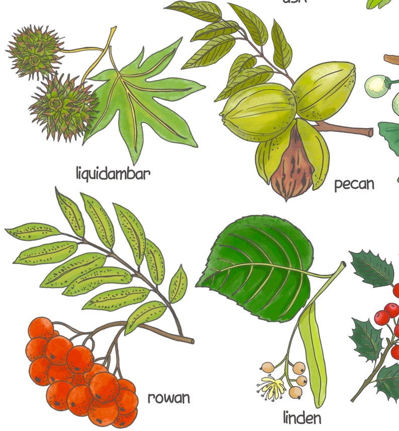 Tree Seeds Poster Homeschool Educational Posters Montessori | Etsy