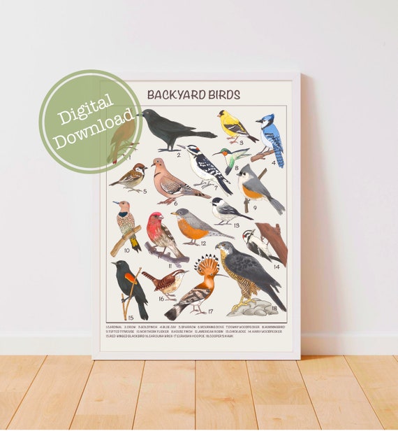 Backyard Birds Downloadable Prints Educational Prints | Etsy