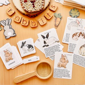 Rabbit Unit Study Homeschool Printables Easter Bunny Spring Learning ...