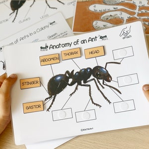Ant Colony Nature Study Bundle Charlotte Mason Learning Materials Ant ...